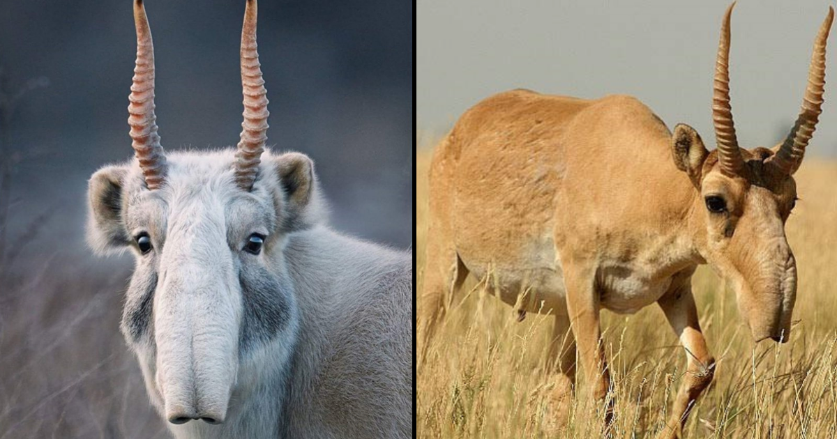 This Animal Looks Like It's Straight Out Of A Star Wars Movie, And It's ...