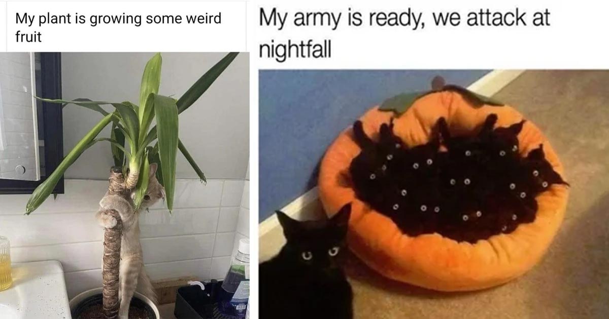 Cat Or Plant? 20 Times Cats Tried To Blend Into The Foliage - I Can Has ...