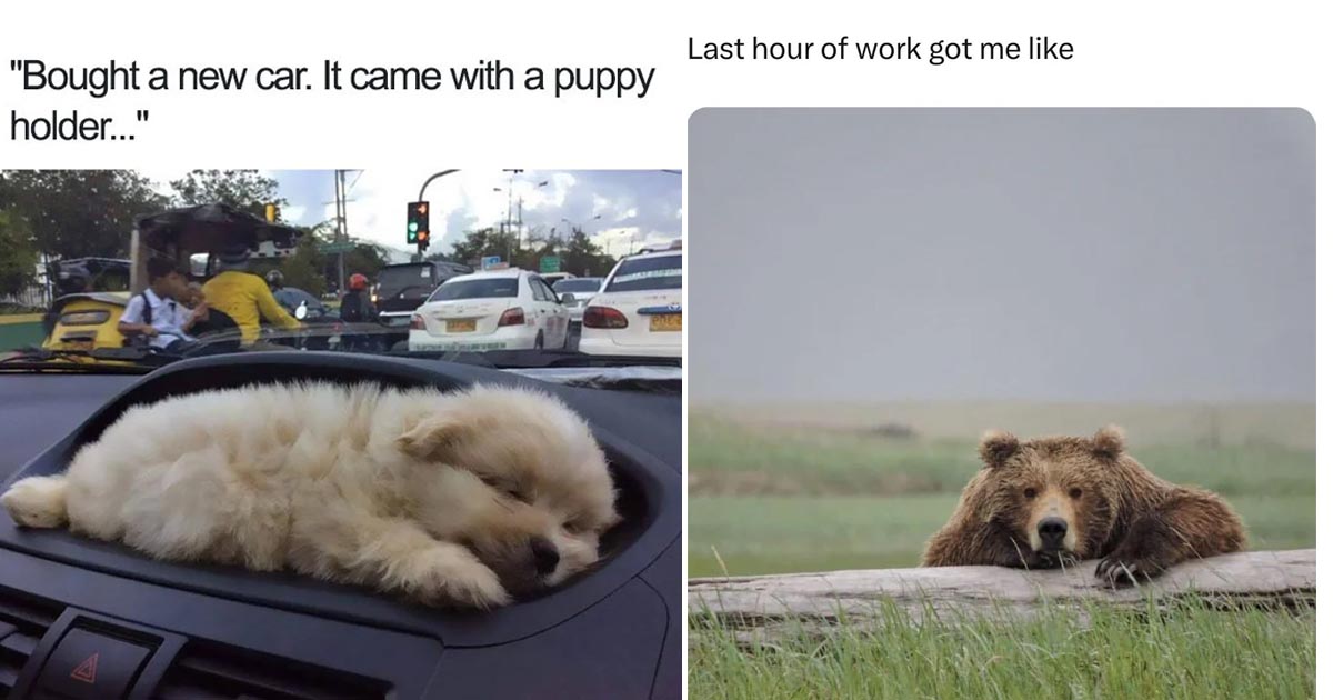 This Week In The Animal Kingdom: 21 Of The Greatest Animal Memes From ...