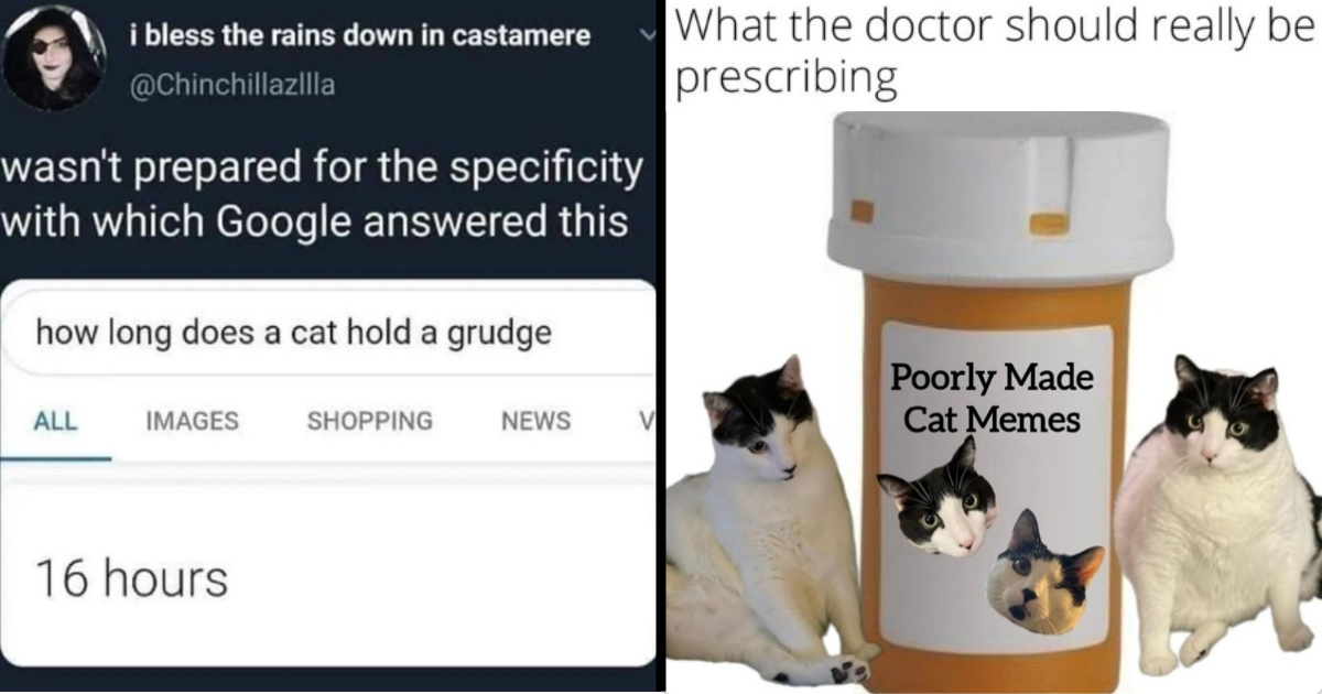 33 Purrfect Cat Memes For All The Grumpy Cats On Monday Morning ...