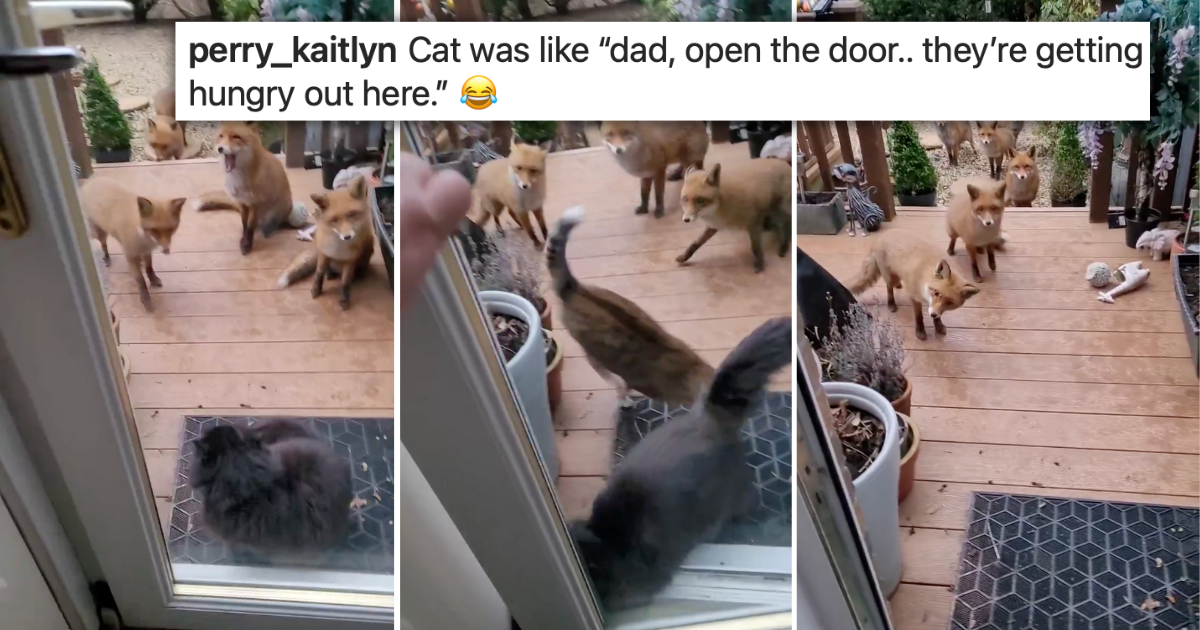 A Foxy Breakfast Surprise: Purrfectly Playful Cats Bring in Bushy ...