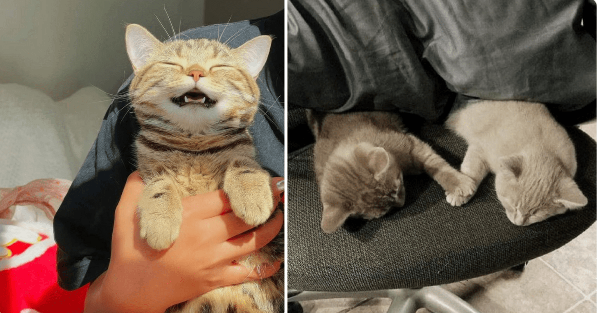 February Wrap Up 25 Of The Cutest Cat Pics We Found On The Internet This Month I Can Has