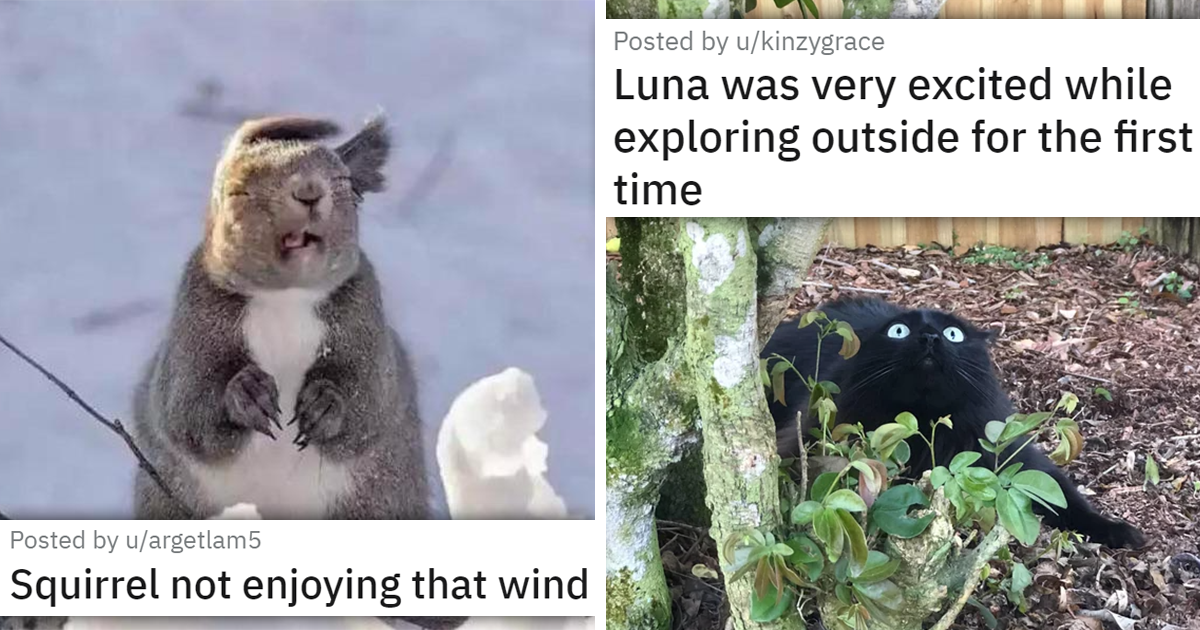 21 Funny Pictures Of Animals Being Complete And Total Derps - Animal ...