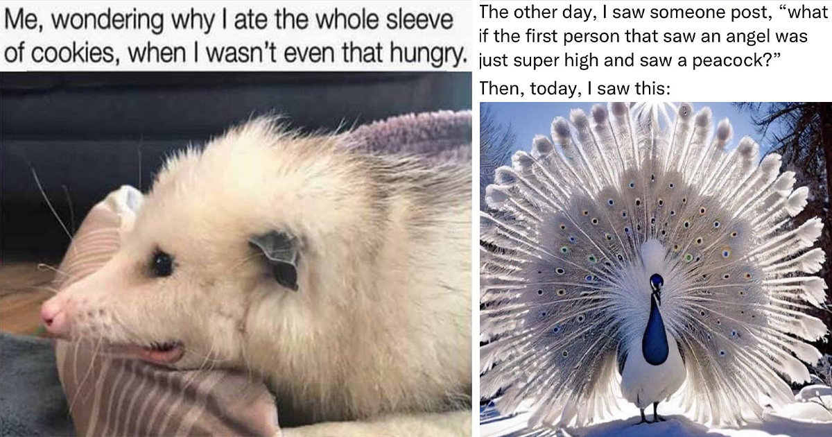 Wake Up And Enjoy A Cup Of Coffee With Fresh Animal Memes (March 1 ...