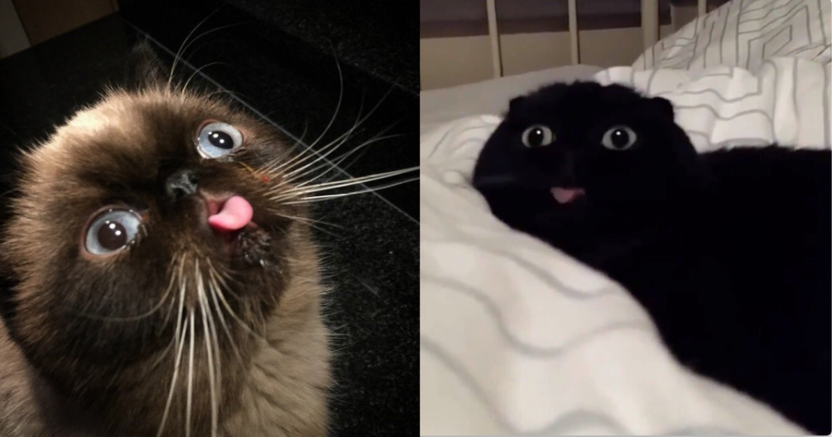 Sun's Out, Tongue's Out: 30 Derpy Cats Caught In The Hilarious Act Of Blepping - I Can Has ...