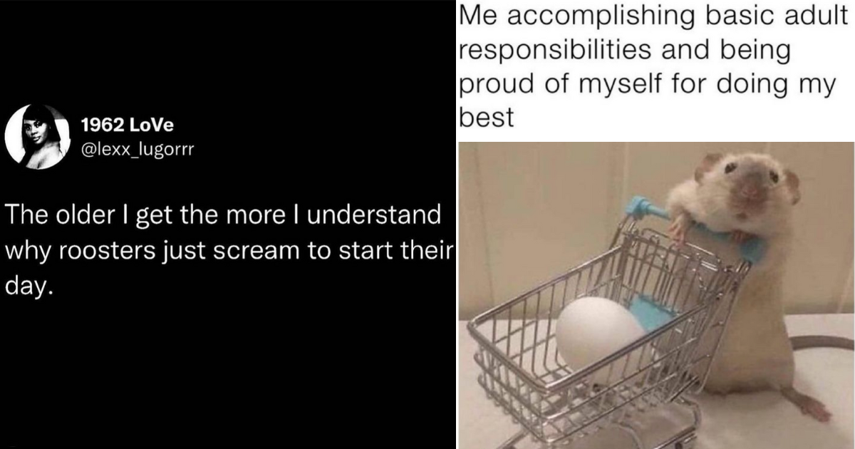 21 Empathetic Animal Memes And Tweets That 100% Pass The Vibe Check ...