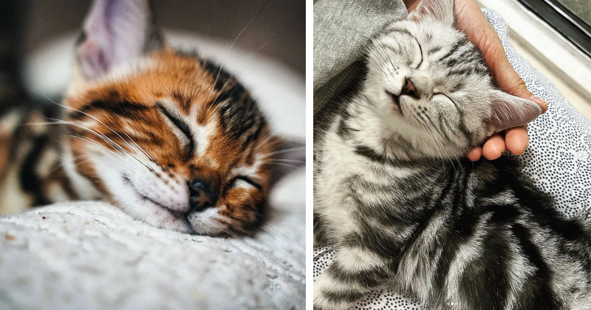 Purrfectly Cozy: Cats Caught Napping In The Cutest Positions (18 ...