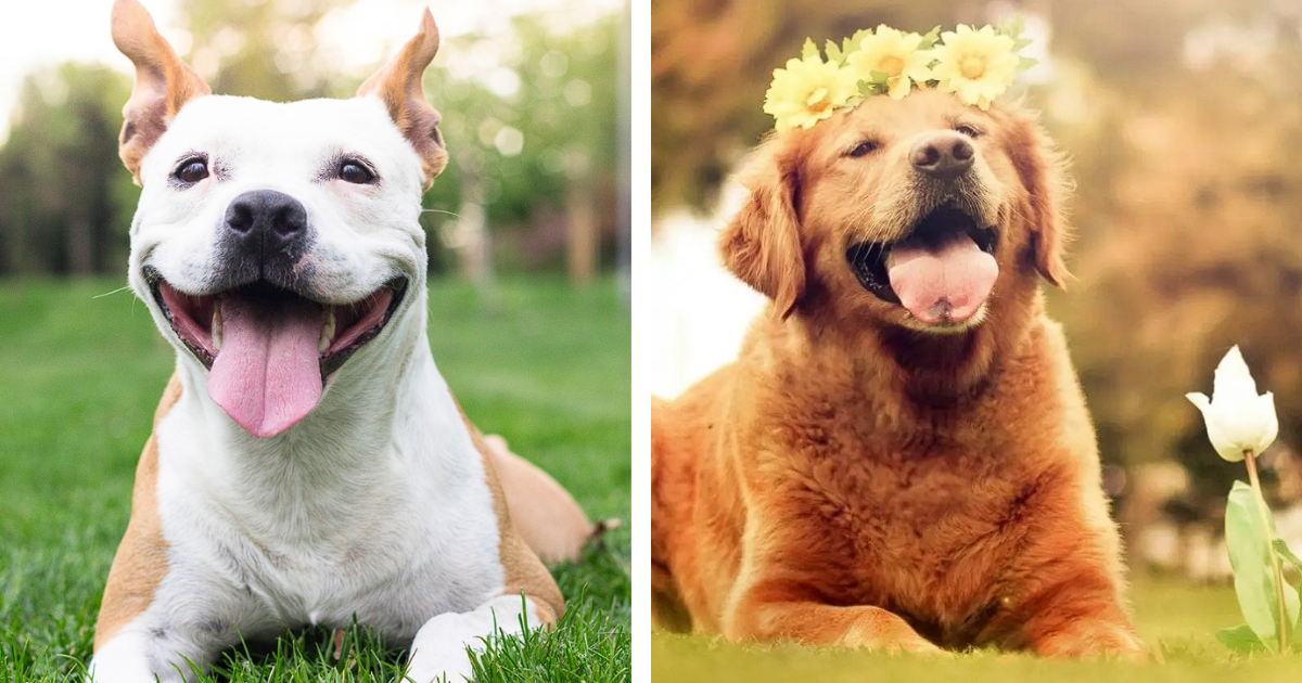 Top Dog Smiles: 20 Adorable Pooches With Big, Beautiful Grins - Animal ...