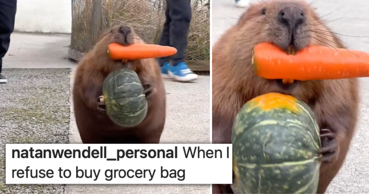 Adorable Beaver Video Shows Us That Guys Of Every Species Refuse To ...