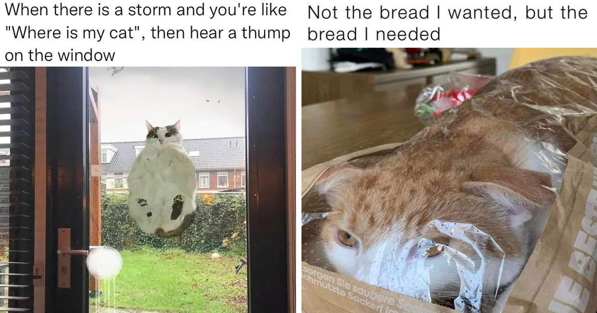 Halfway To Caturday: Purrfectly Funny Cat Memes And Tweets (March 1, 2023) - I Can Has Cheezburger?