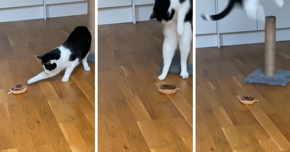 Funny Cats Inadvertently Swatting Unknown Objects Towards Themselves ...