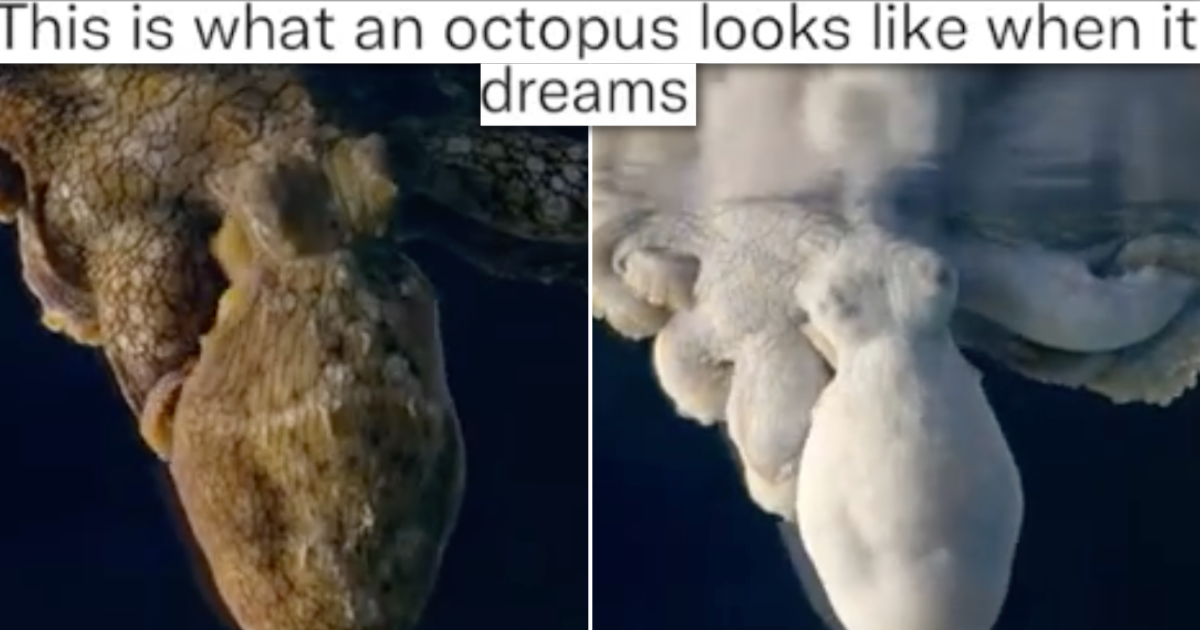 Fascinating Timelapse Of An Octopus Dreaming Shows How Amazing These ...