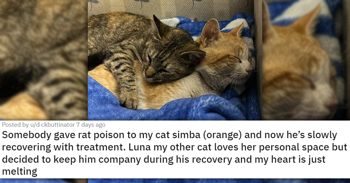 Someone Cruelly Gives Rat Poisoning To A Cat, His Sweet Adopted Sibling ...