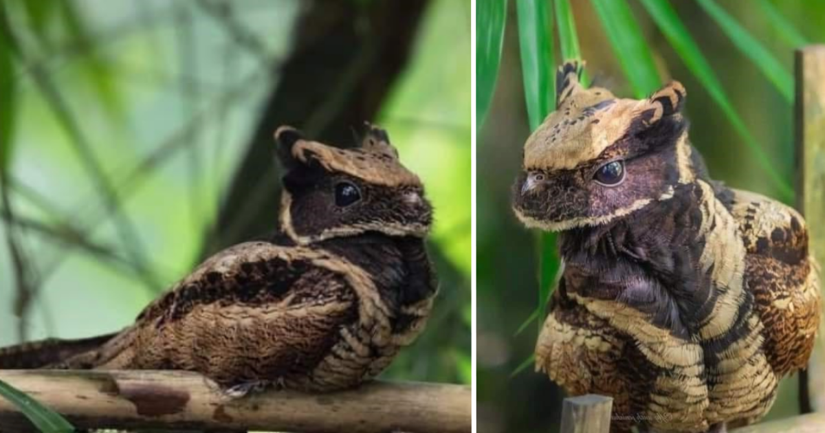 Ear's Looking at You, Kid: Meet the Great Eared-Nightjar, The Bird That ...