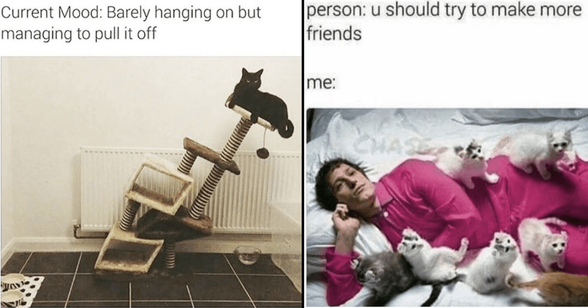 30+ Hilarious Cat Memes To Help You Laugh Through The Pain Of Finishing ...