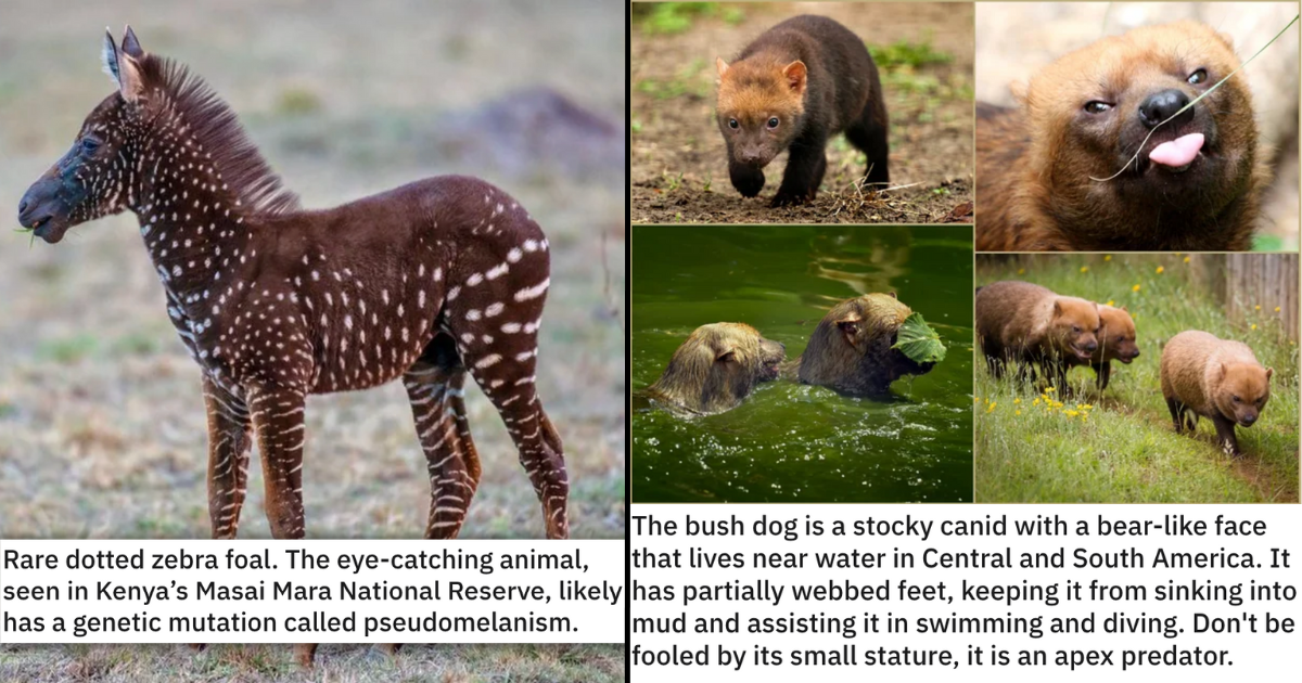 20 Cute Animals And Unique Facts About Them To Help You Break The Ice ...