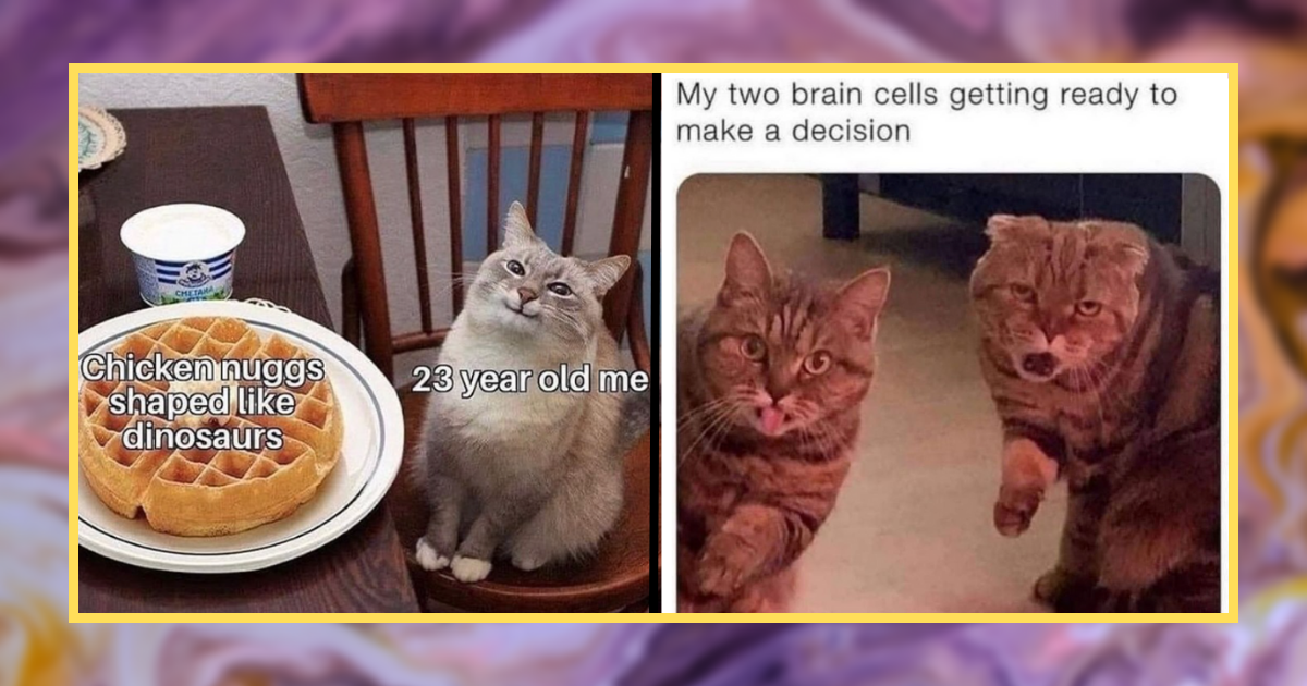 Funniest Feline Memes for Hooman Cat Lovers Who Can Relate With Their ...