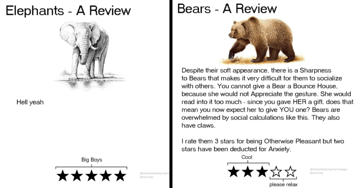 Animal Comedy - passive aggressive - Animal Comedy - Animal Comedy ...