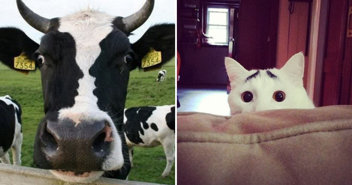 28 Amazing Animals Born With Optical Illusions That Are Fur-Tastic And ...