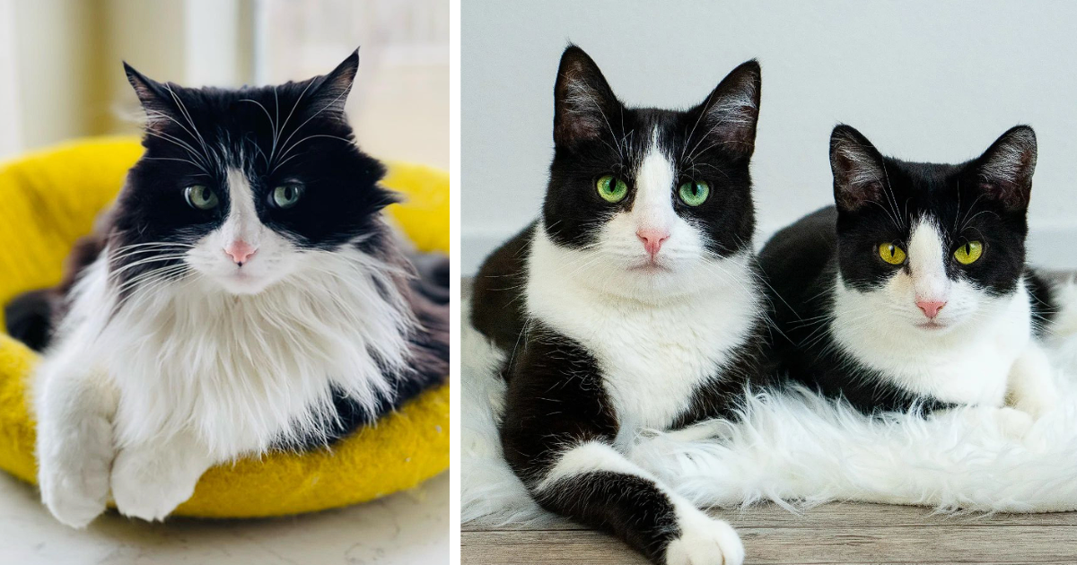 Tuxedo Cat Breeds
