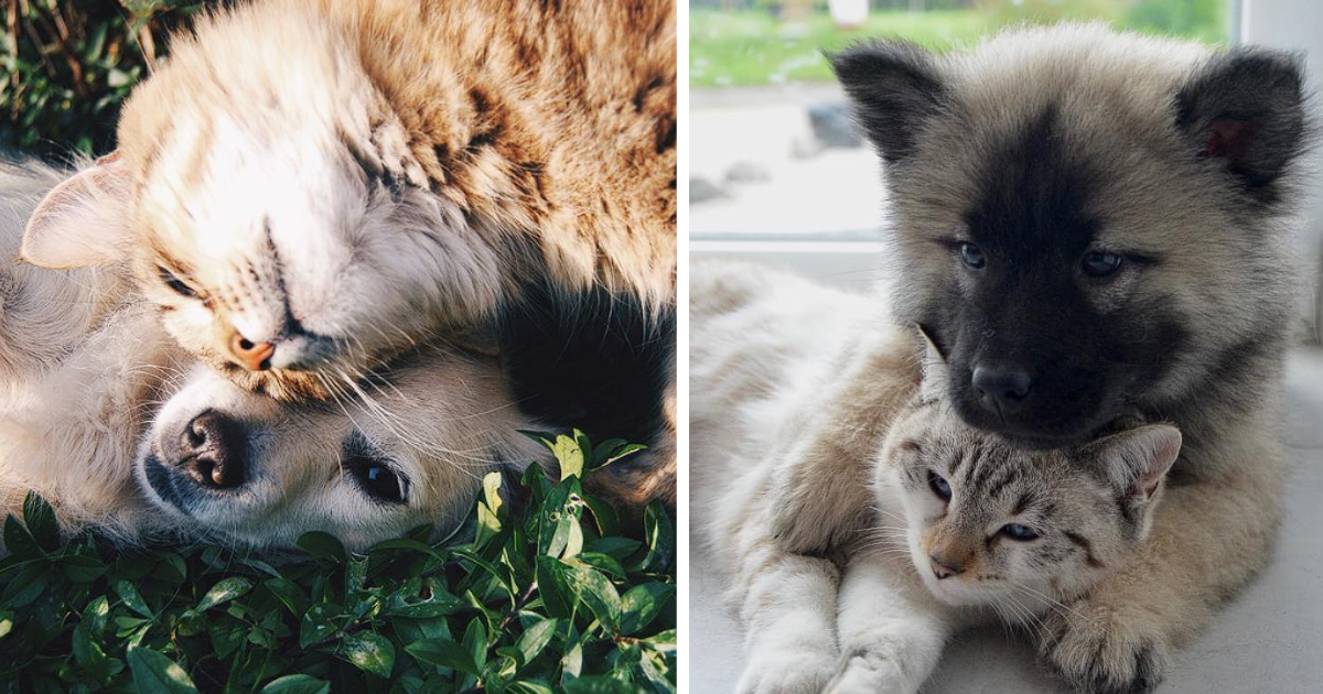 Furry Friends Forever: 20 Pictures Of Cats And Dogs That Prove ...