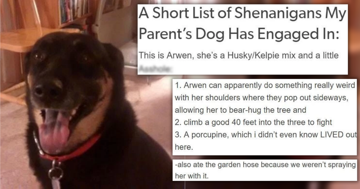 Old Service Dog Surprises Family By Being A Real Trouble-Maker, But ...