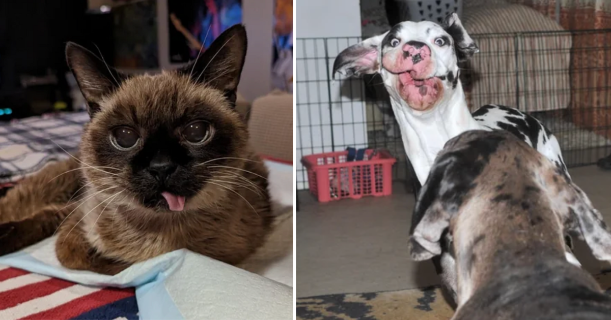 22 Ridiculously Derpy Animal Pics That Made Us Feel Better About The ...