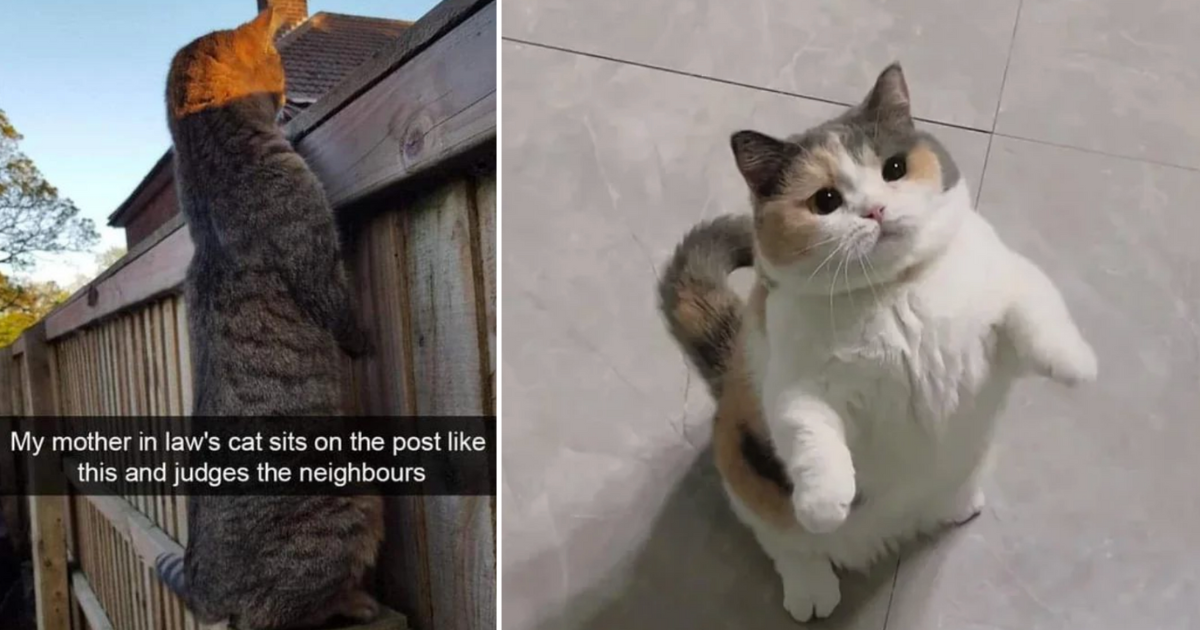 28 Cats That Forgot How To Cat And Say "Heck You" To Gravity By ...