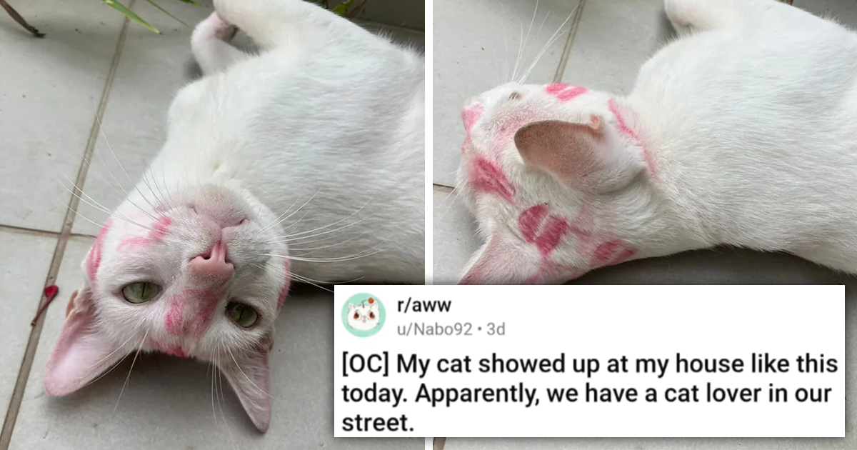 Hisstercial Stories Of Conniving Cats Living Double Lives With Their ...