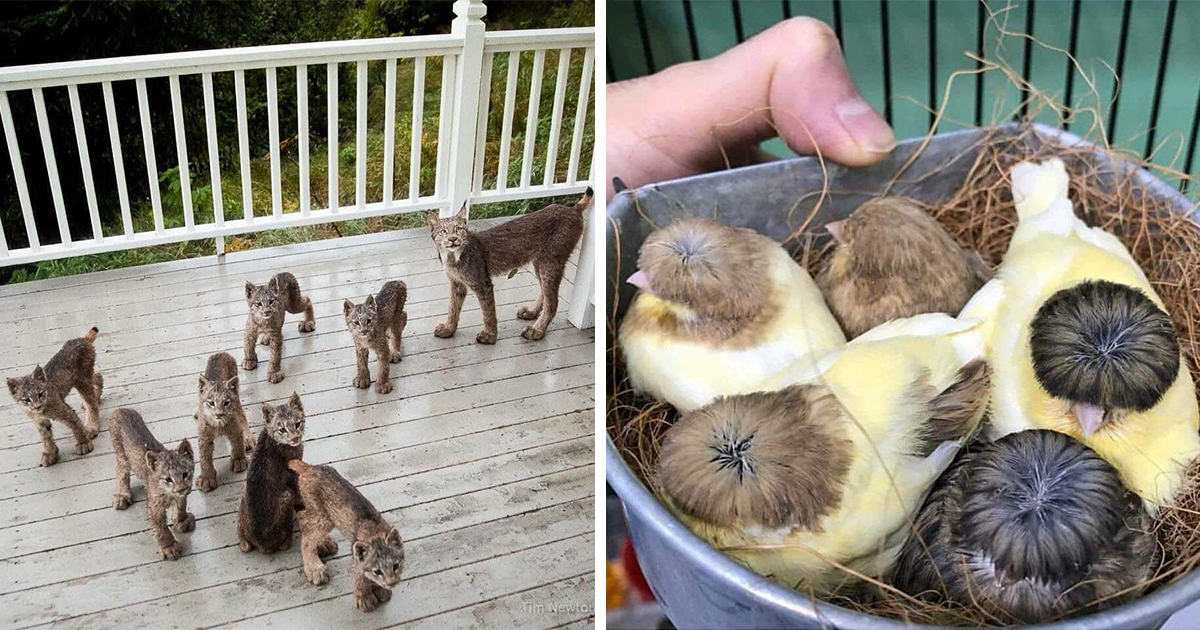 Animal Pictures Worth More Than 1000 Words (20 images) - Animal Comedy ...