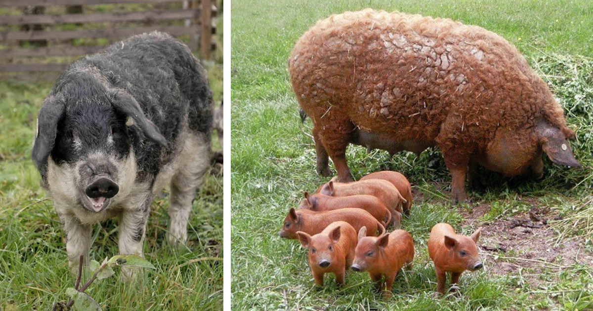 Pigs Can't Fly But They Can Be Fluffy: Meet The Mangalica The Wooly ...