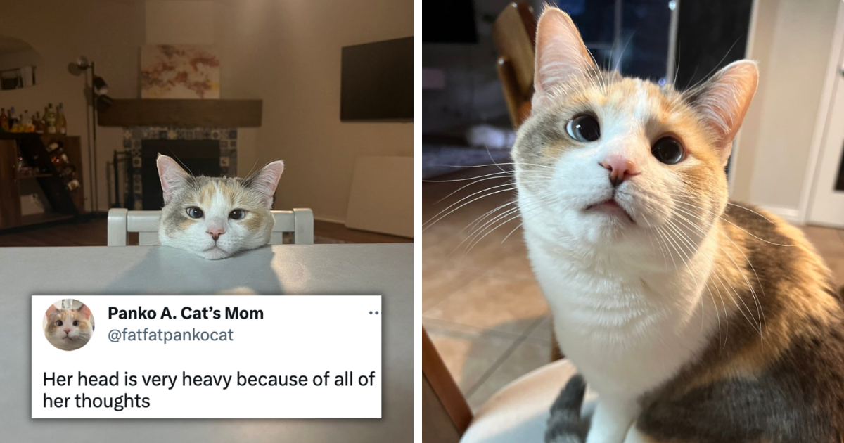 I Can Has Cheezburger? - Cats - Page 3 - Funny Animals Online - Cheezburger