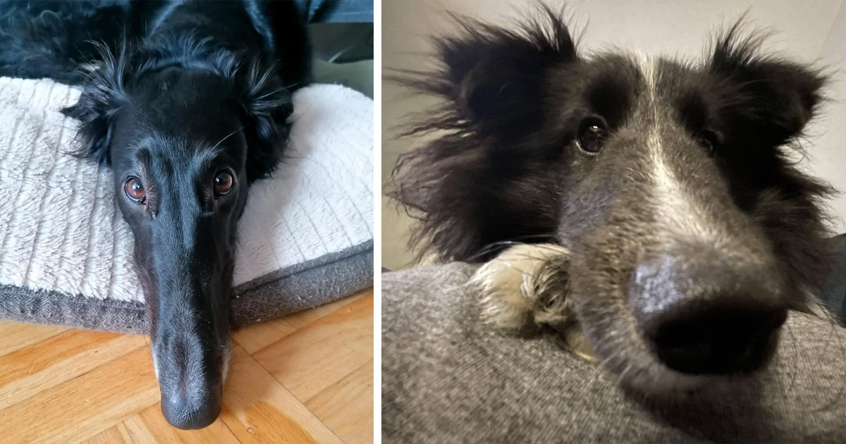 What Is Long And Adorable? A Longboye: 20 Pics Of Doggos With The ...