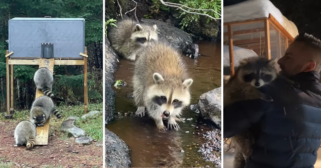 Rambunctious Family of Purring Raccoon Rescues Living Their Best Life ...