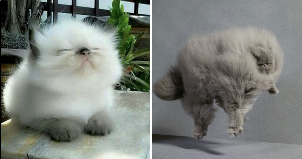 30+ Adorable Balls of Floofy Fluffs and Kitty Cats To Brighten Your Day ...