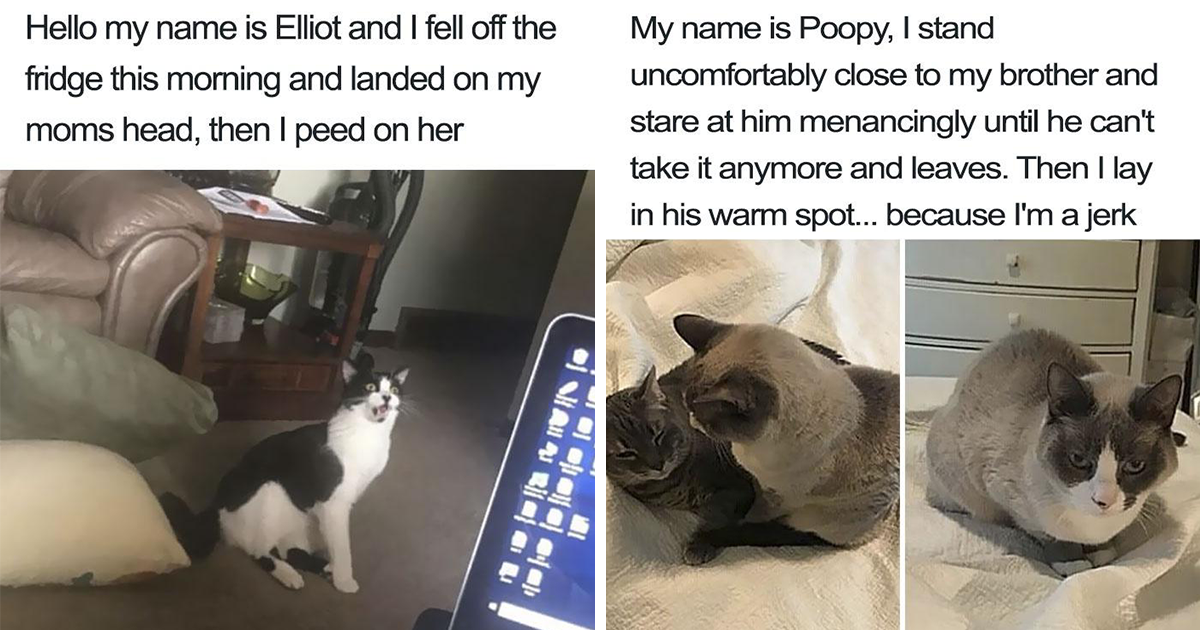 A Colorful Bouquet Of Uplifting And Funny Cat Memes To Bring You A ...