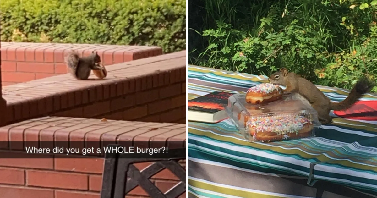 23 Times Sassy Squirrels Scored Big Noms Dumpster Diving And Finding Treasure In Your Trash ...