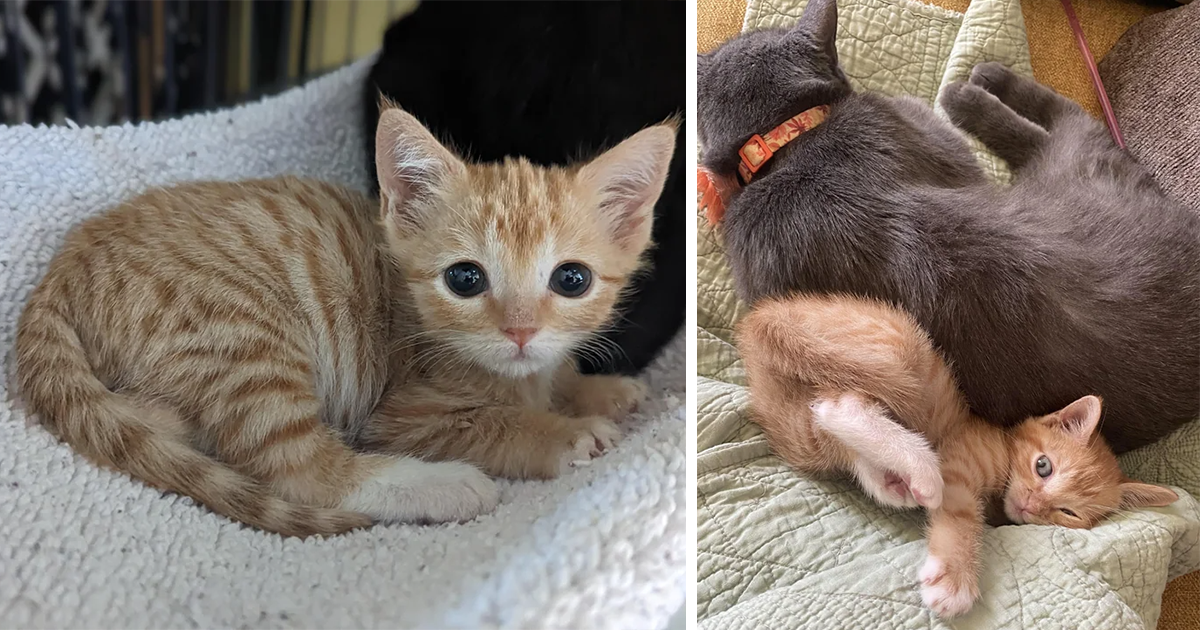 20 Cutest Kittens Of The Week: The Tiniest Fluffiest Criminals (March ...