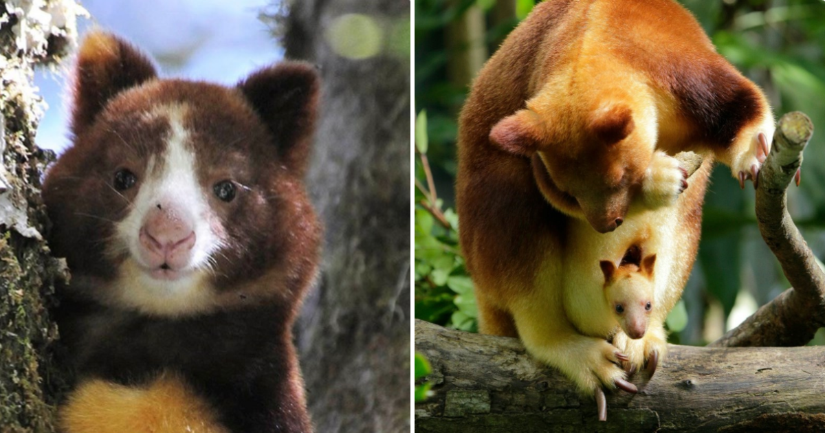Cuteness Awwwverload: 30+ Pics Of Tree Kangaroos That Make Us Want To ...