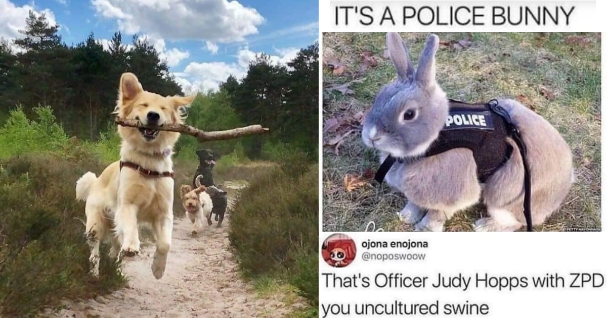 40 Wholesome Animal Pics And Memes To Start The Weekend On A Pawsitive ...