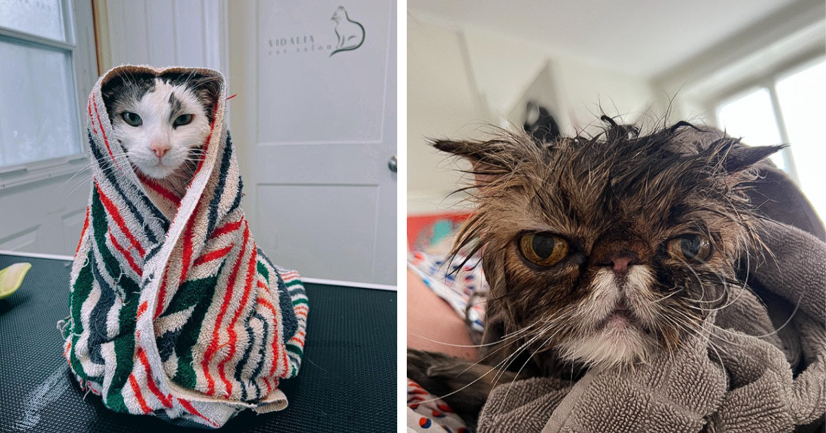 The Wet Look: These 18 Cats Prove That Being Drenched Can Be Adorable ...