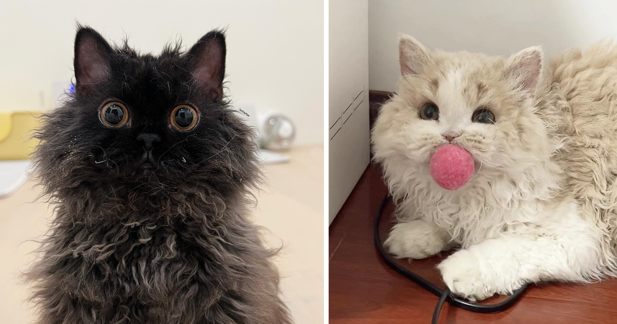 Cat Or Toy? Meet The Fluffy Felines That Look Like They Belong In A Toy ...