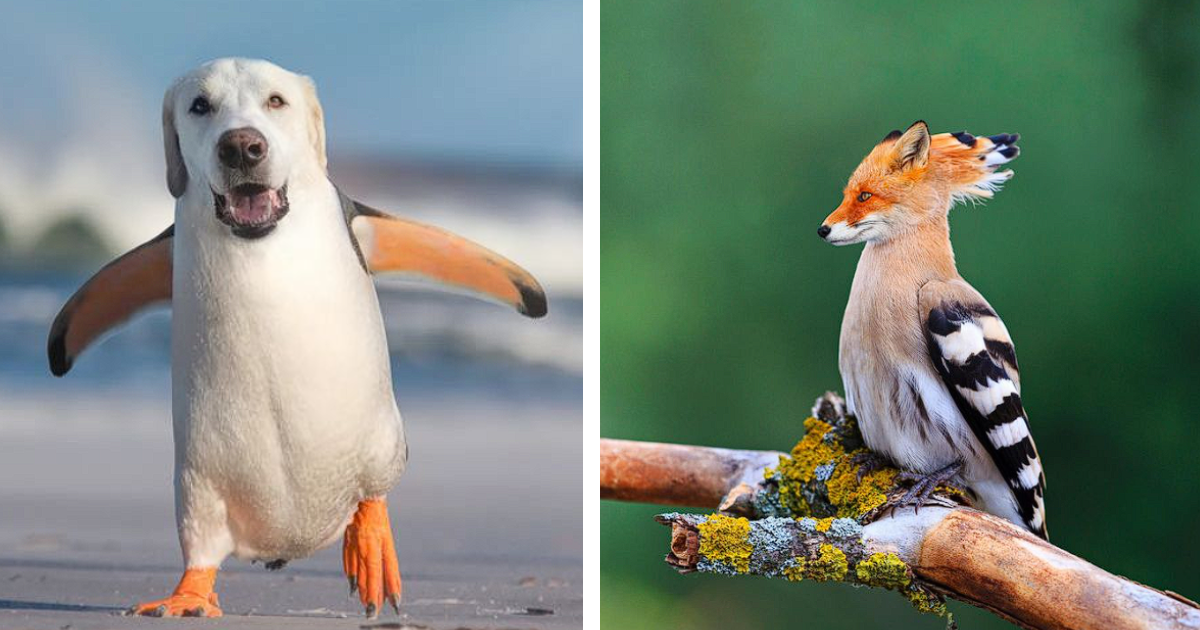 Mix And Match 18 Hilarious Photoshopped Animal Hybrids You Have To See