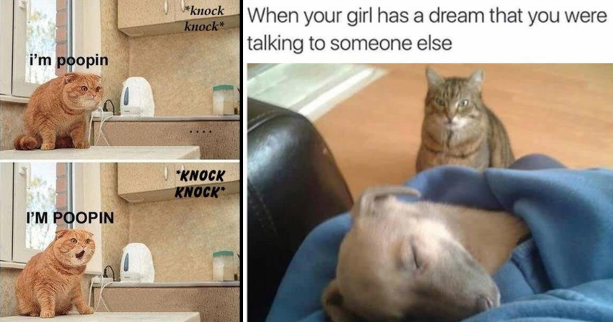 29 Purrfect Cat Memes For All The Grumpy Cats On Monday Morning - I Can ...