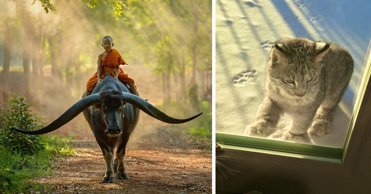 Animal Pictures Worth More Than 1000 Words (20 images) - Animal Comedy ...