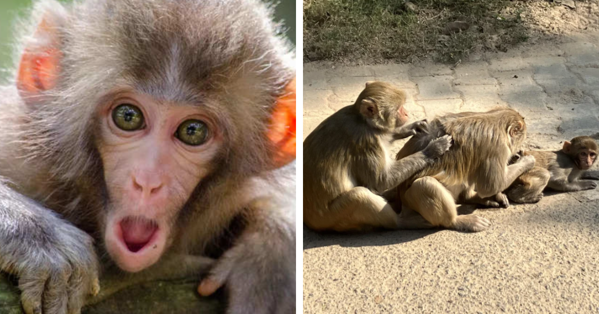 Monkey See (Silly Things), Monkey Do (Silly Things): 17 Playful ...