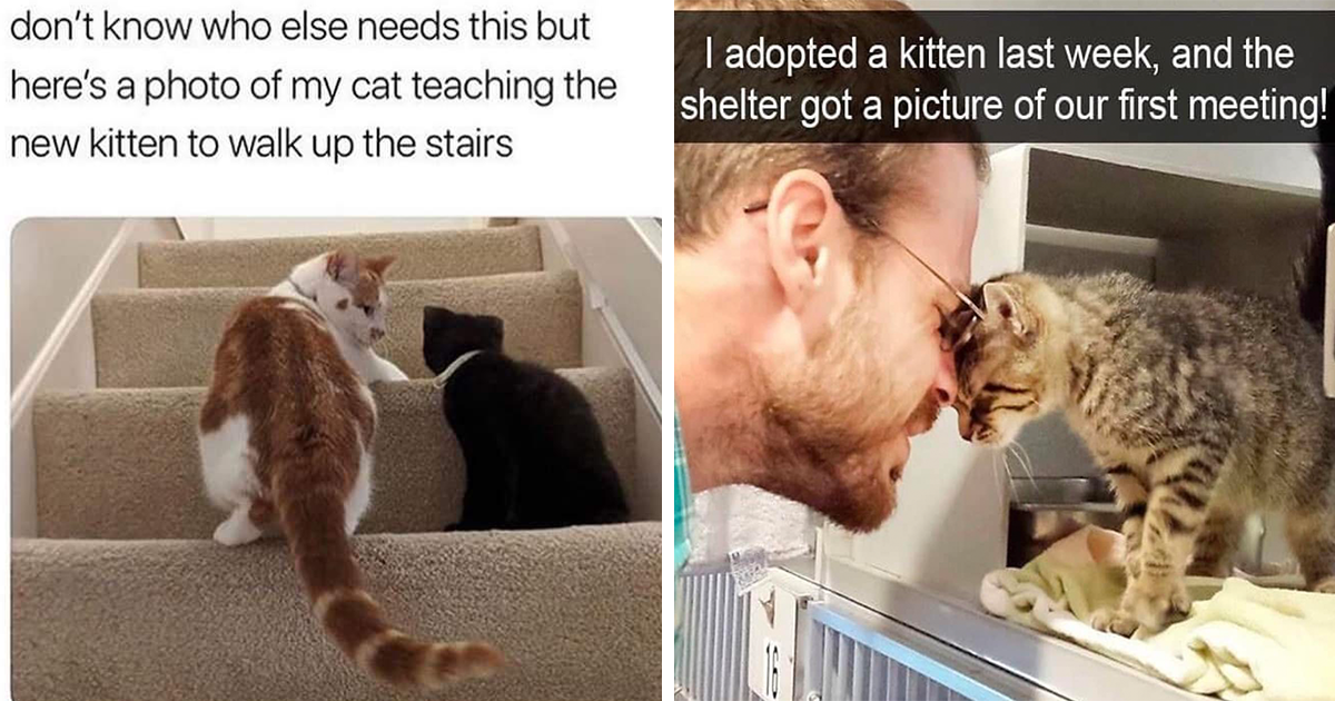 20 Funny And Uplifting Cat Memes For Anyone Who Needs A Pawsitivity ...