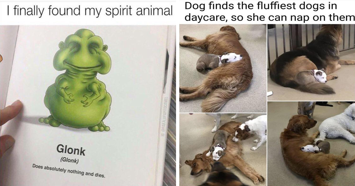 Wake Up And Enjoy A Cup Of Coffee With Fresh Animal Memes (March 15 ...