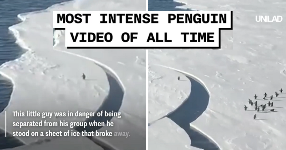 Lonely Penguin Separated From Pack Successfully Reconnects With Colony In What Could Be An ...