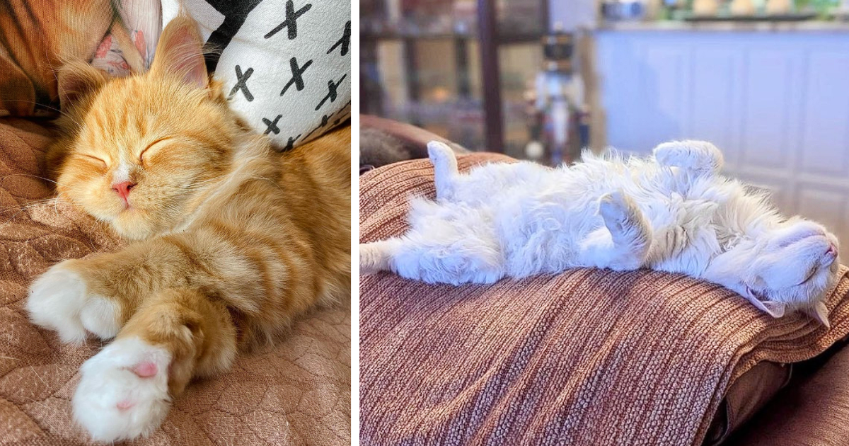 Zen Cats: 20 Pictures Of Felines In Their Most Relaxed State - I Can ...